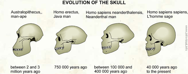 Evolution Of The Skull Visual Dictionary Recursos ProFuturo